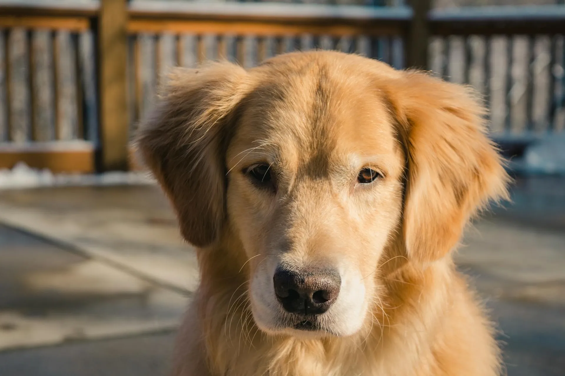 Golden Retriever - Petchef - Healthy pet food
