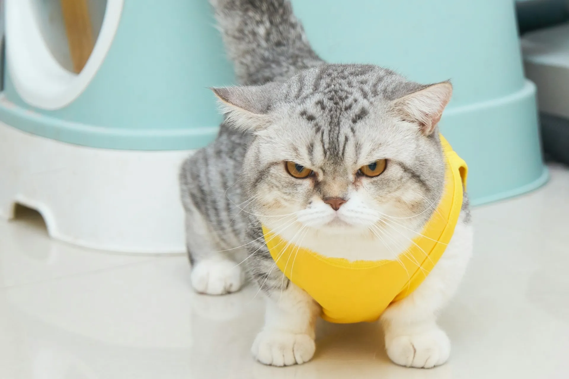 Munchkin - Petchef - Healthy pet food