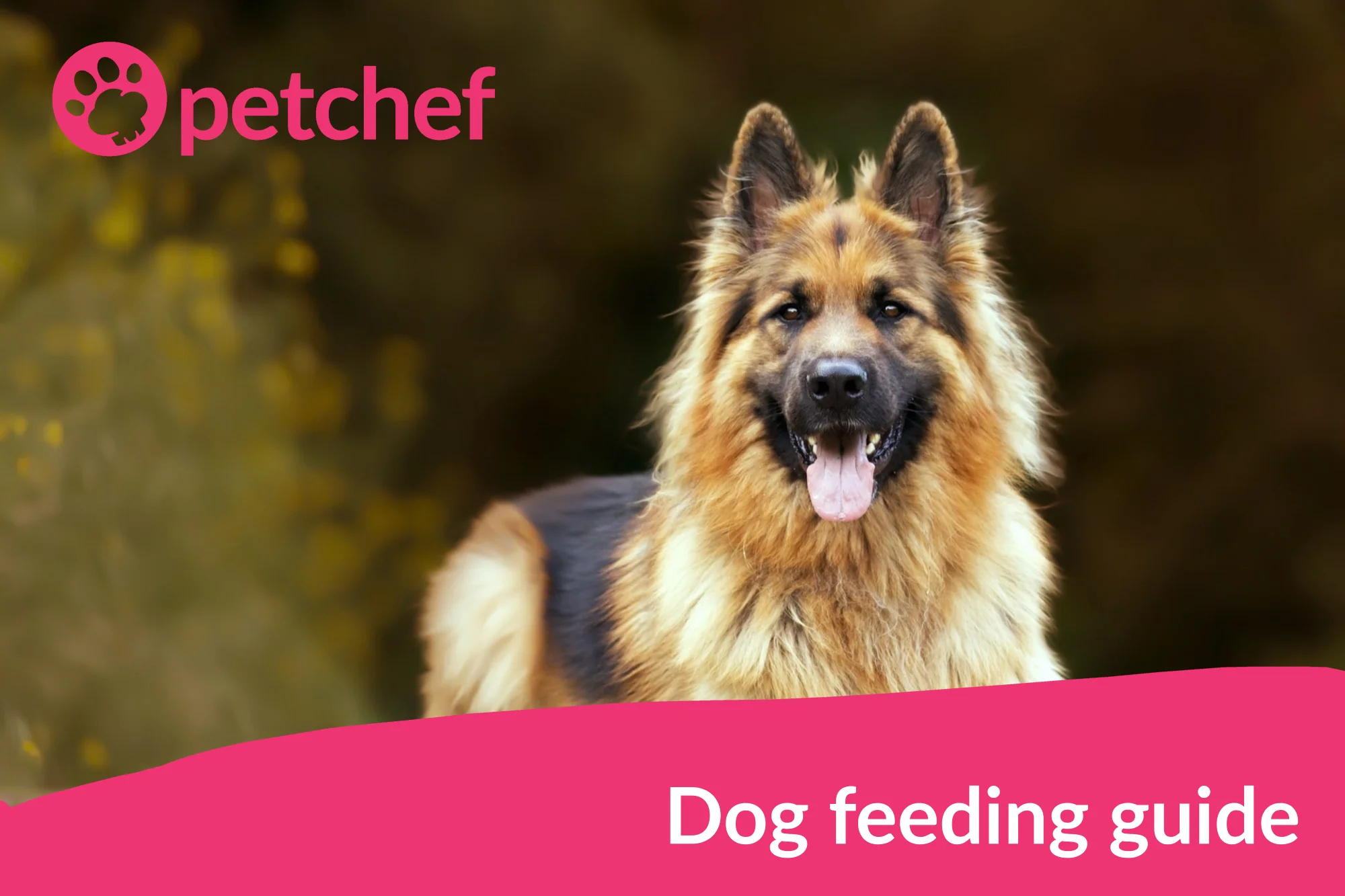 Feeding Guide for Dogs - Petchef - Healthy pet food