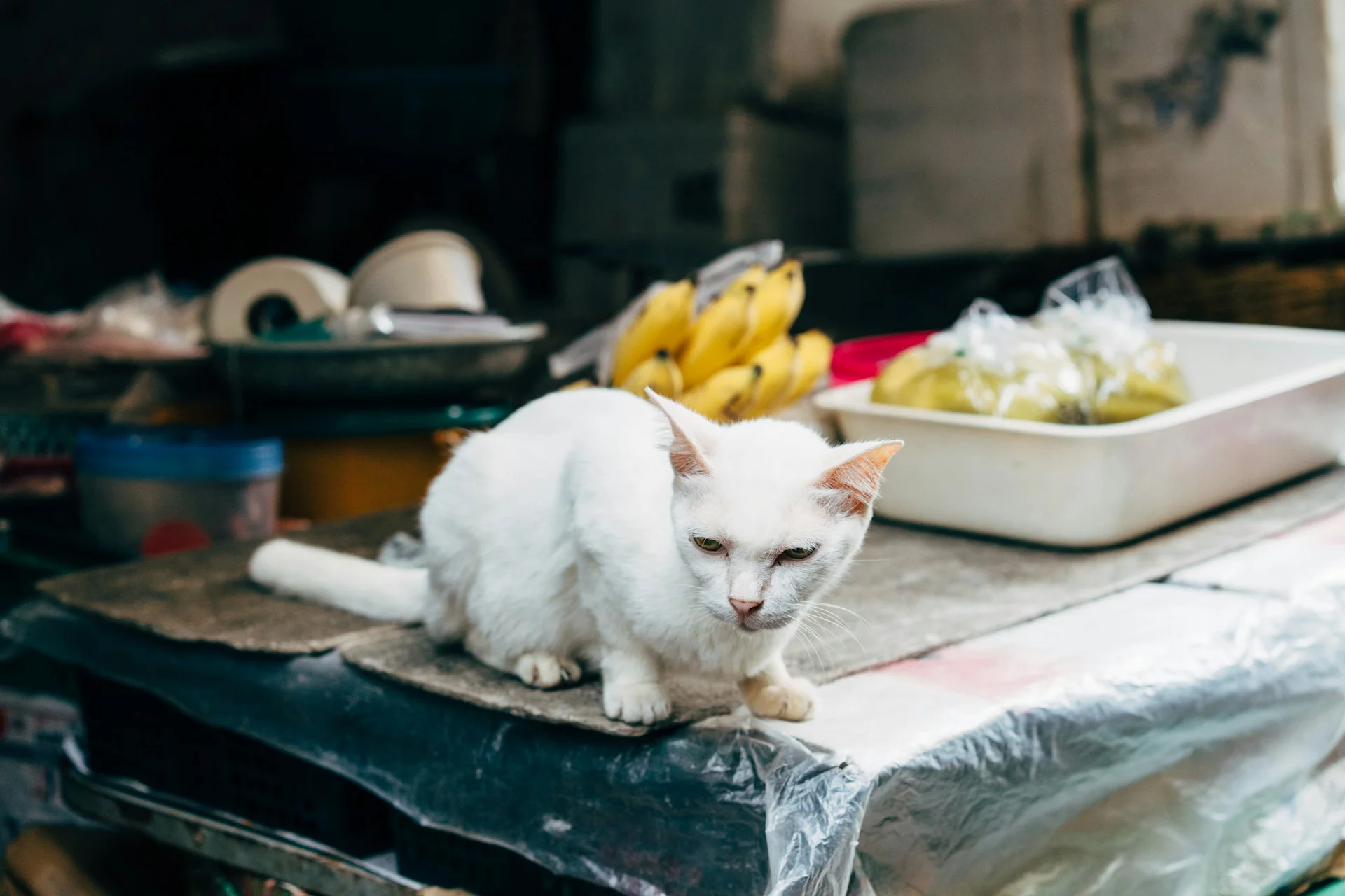 Bolehkah kucing makan Pisang? - Petchef - Makanan haiwan kesayangan ...