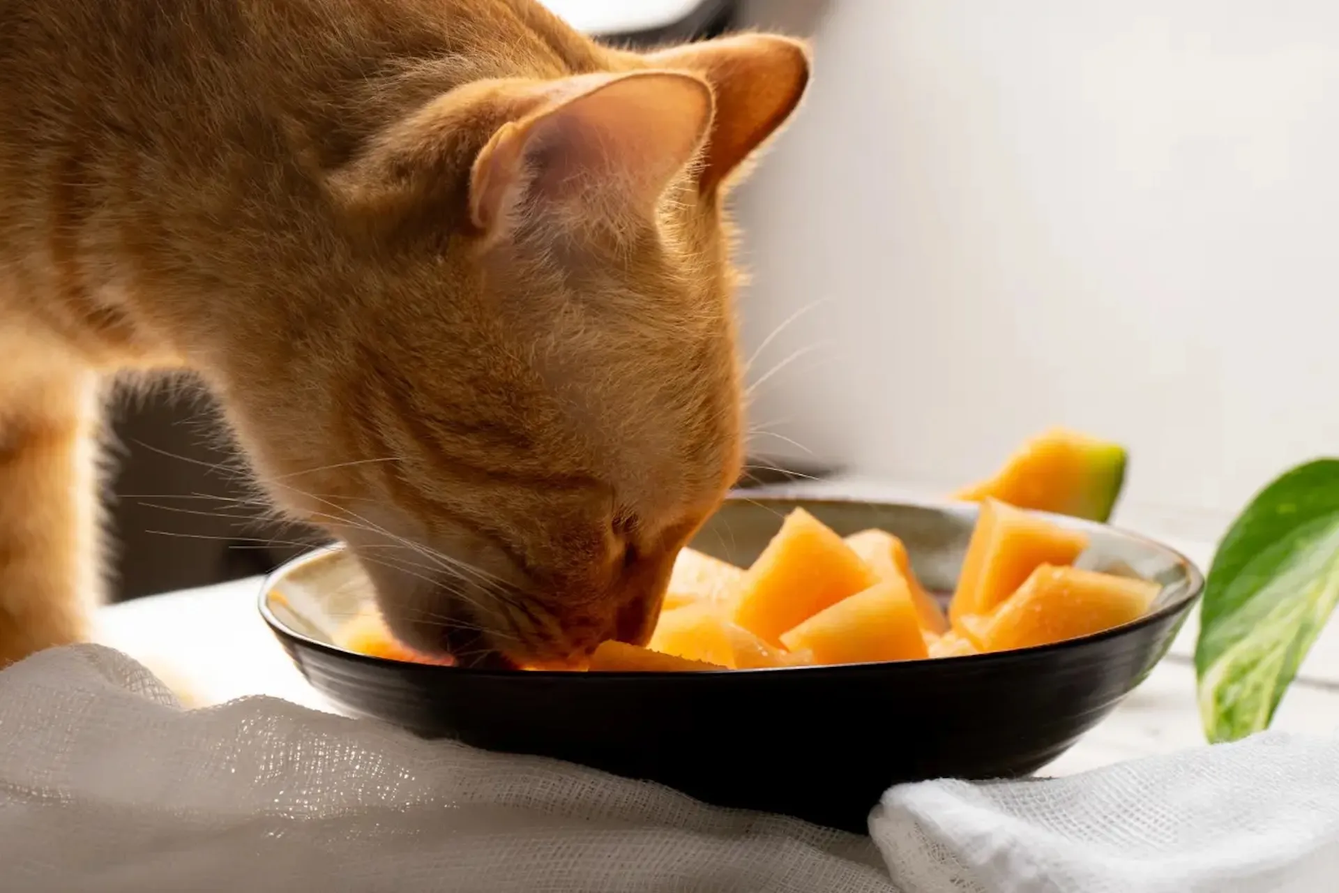 Can cats eat Mango? - Petchef - Healthy pet food