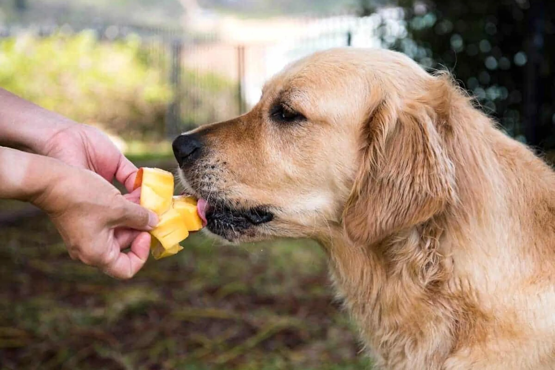 Can dogs eat mango? - Petchef - Healthy pet food