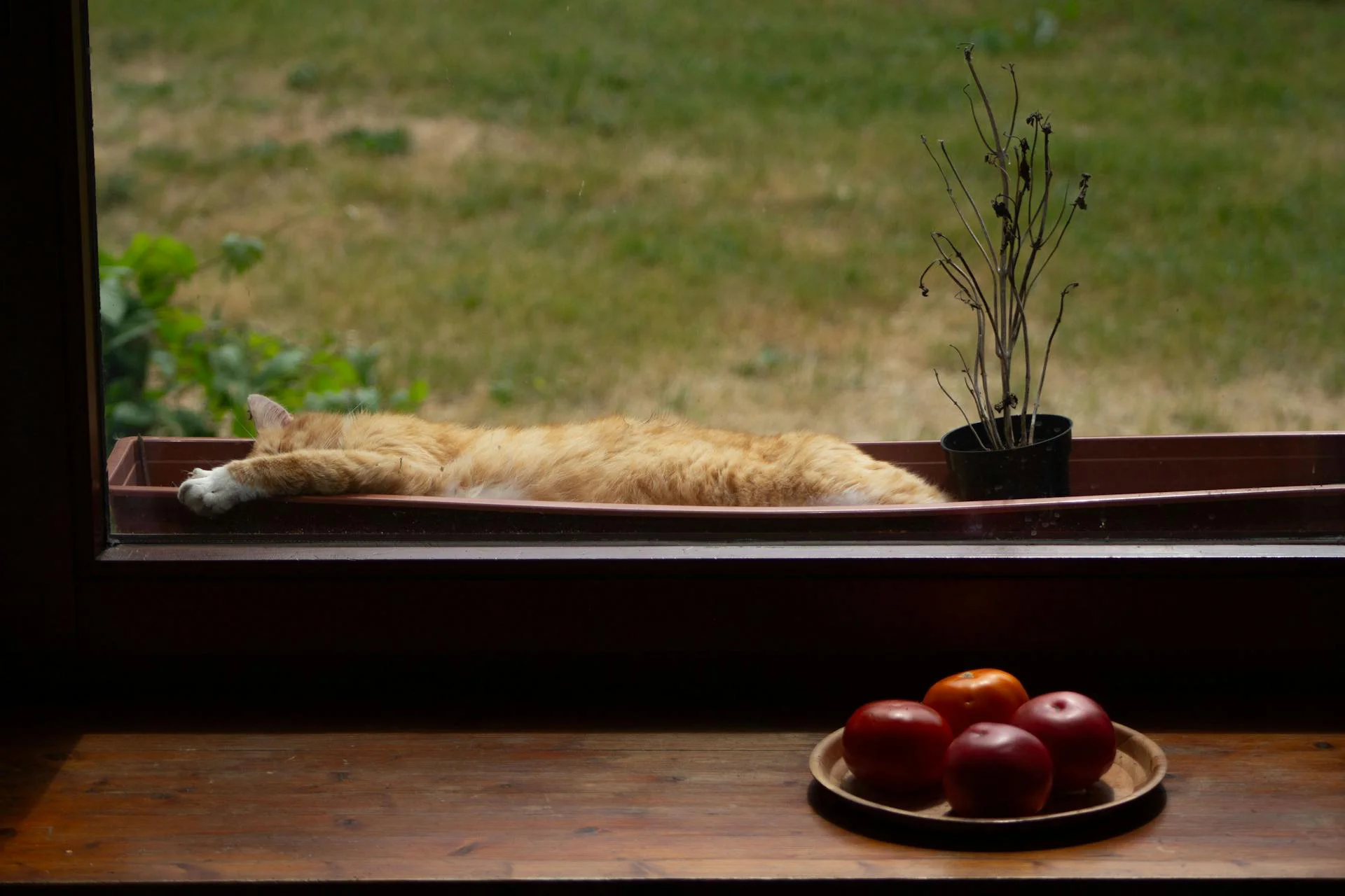 Can cats eat apples? - Petchef - Healthy pet food