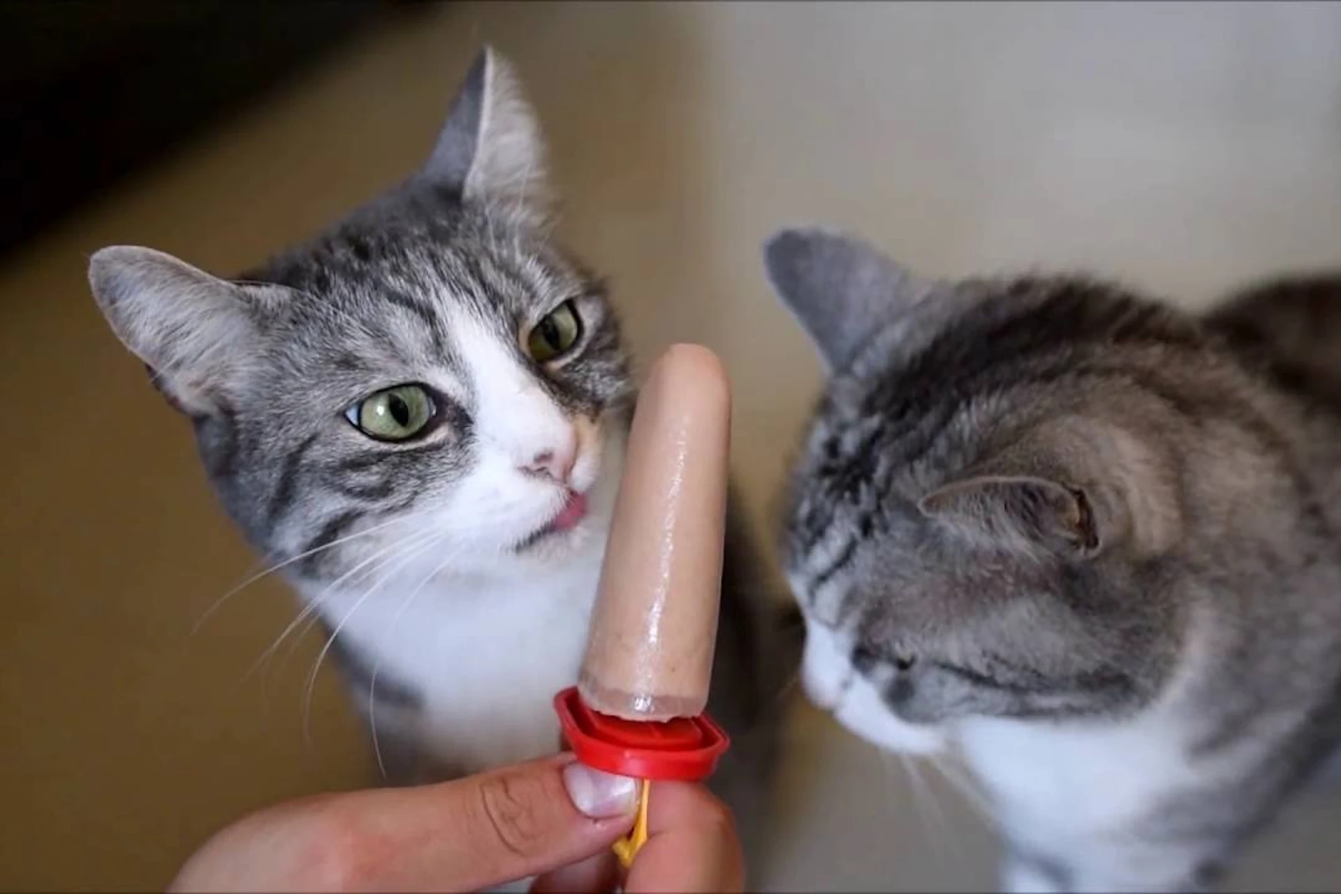 Can cats eat icecream - Petchef - Healthy pet food