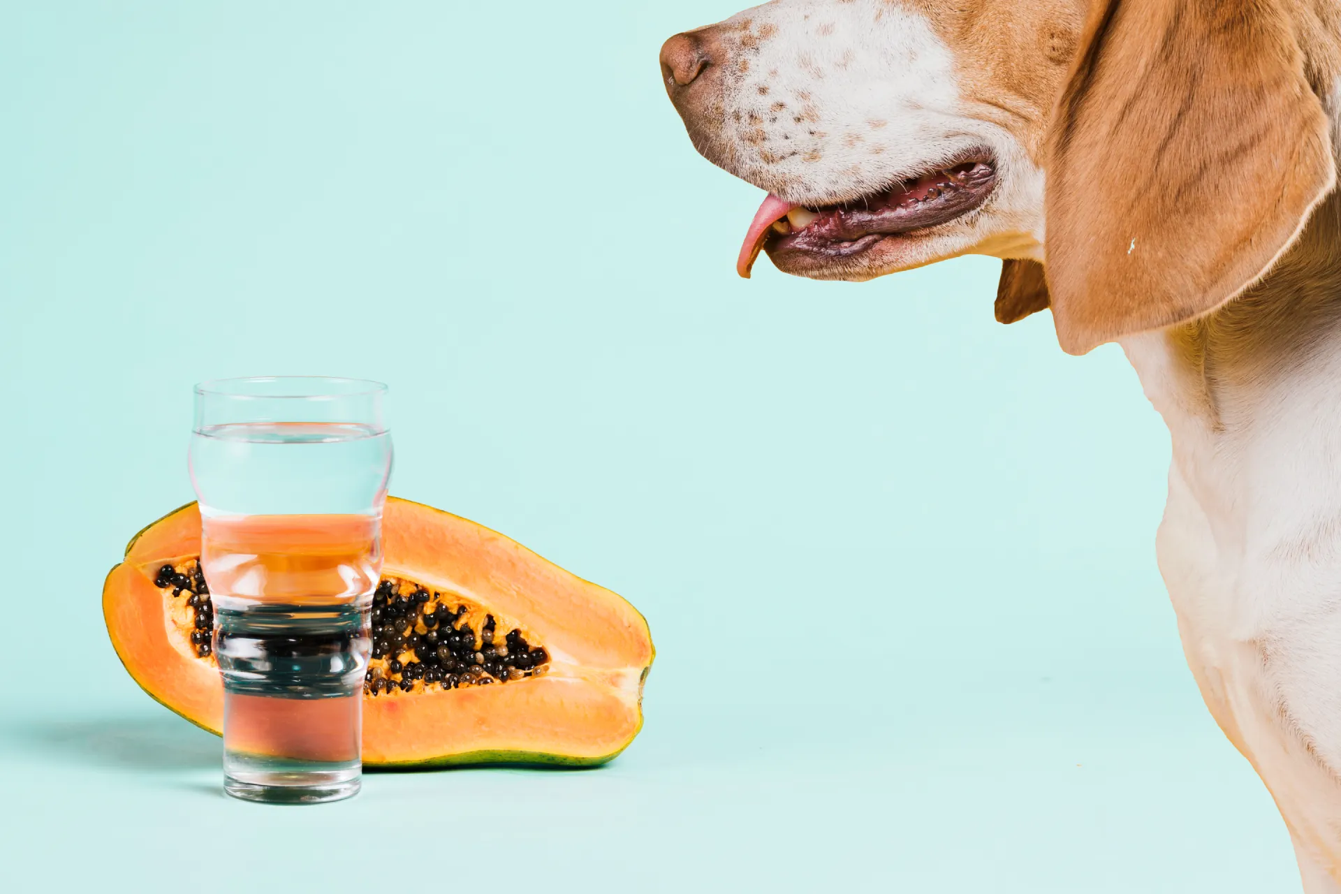 Can dogs eat papaya? - Petchef - Healthy pet food