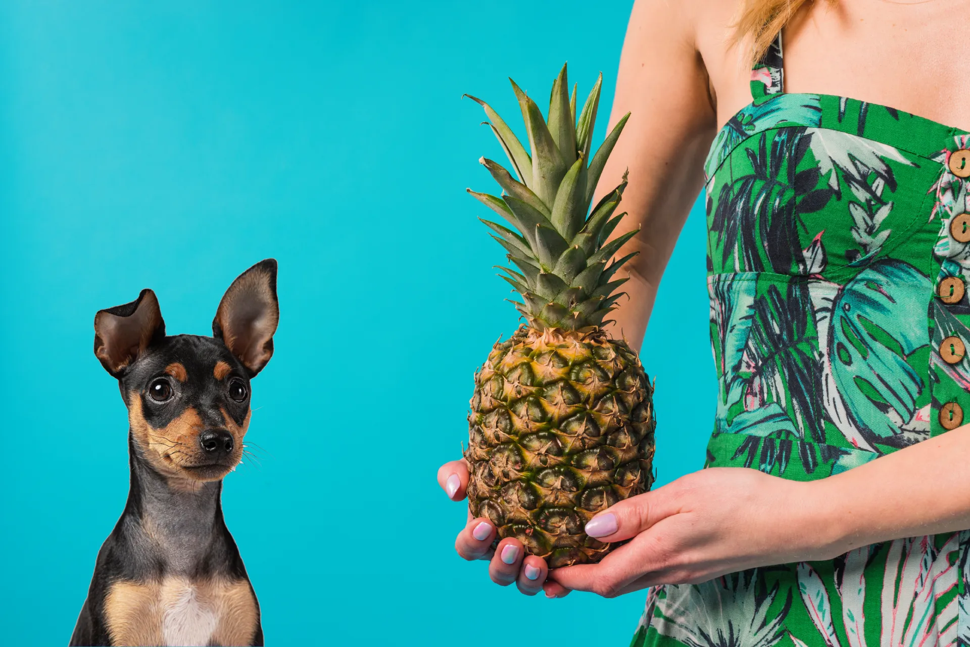 Can dogs eat pineapple? - Petchef - Healthy pet food